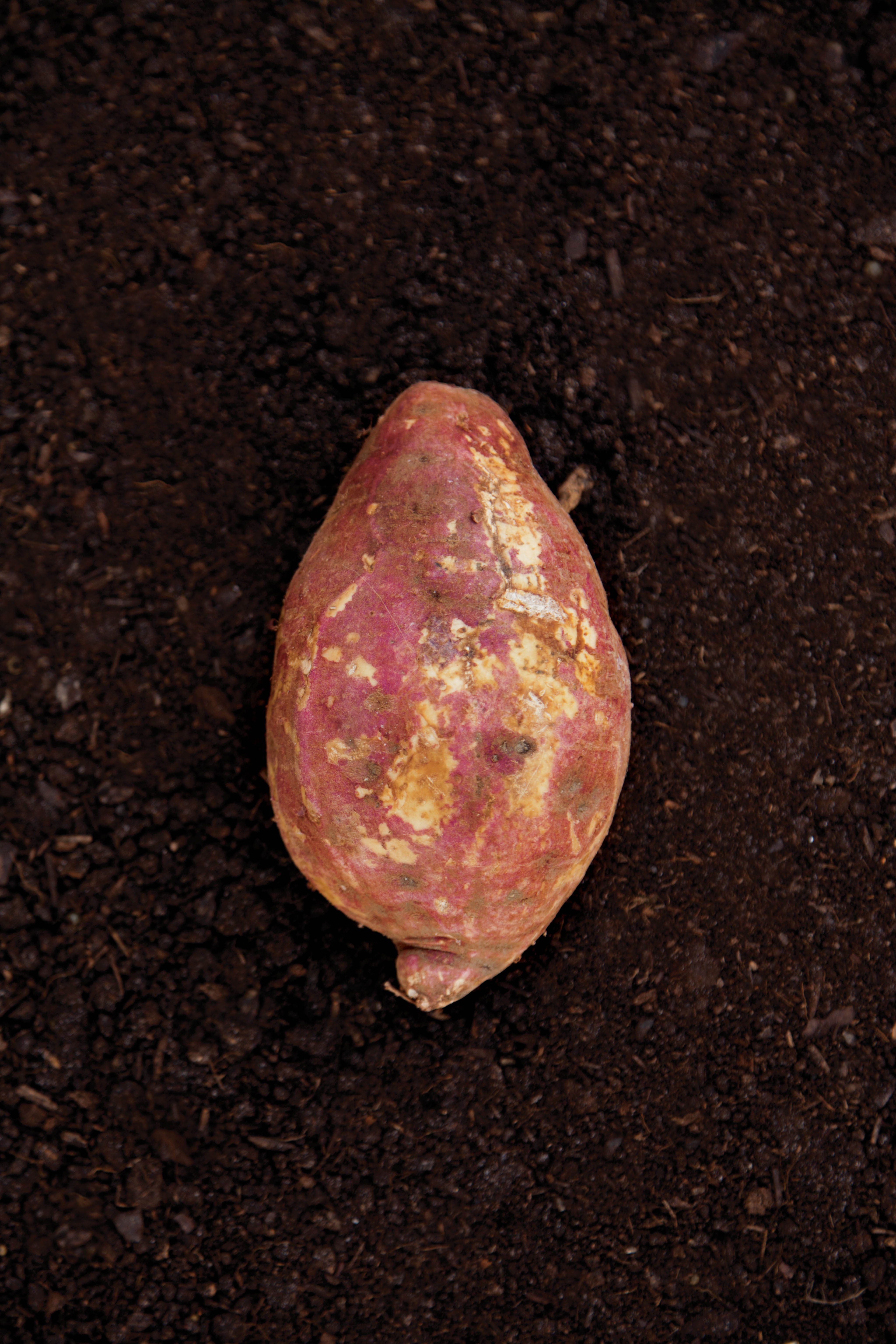 Boniato 101: What is Boniato?